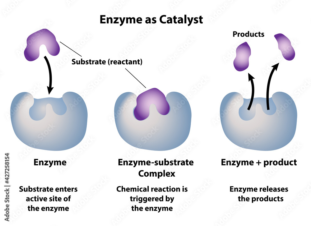 Enzymes as catalysts in chemical reaction. Substrate reactants enter ...
