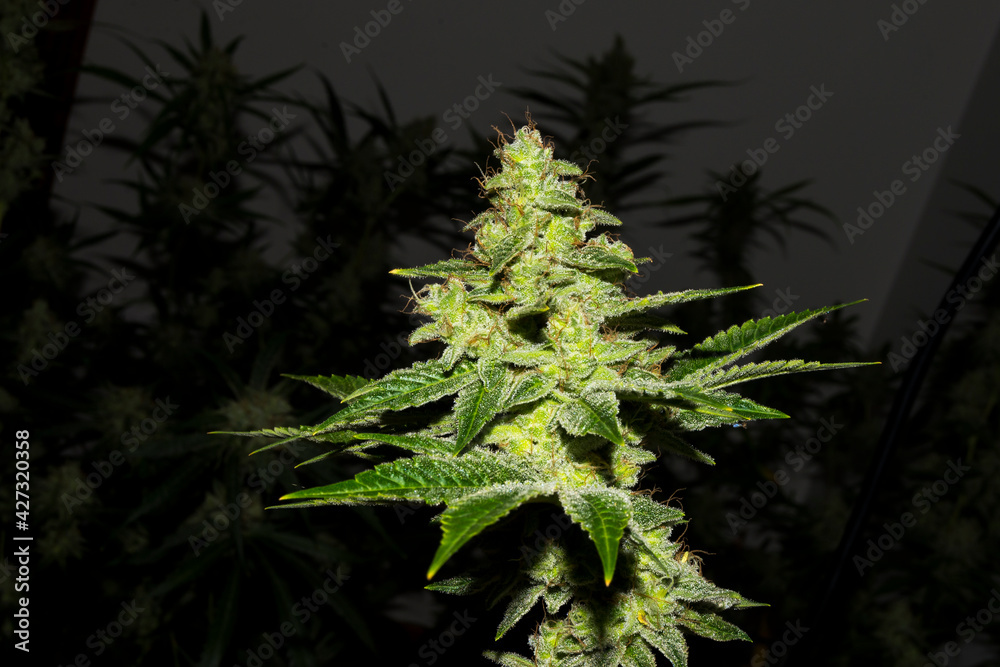 Photo Stock Cogollo de marihuana en floración. Cargados de resina y con ...