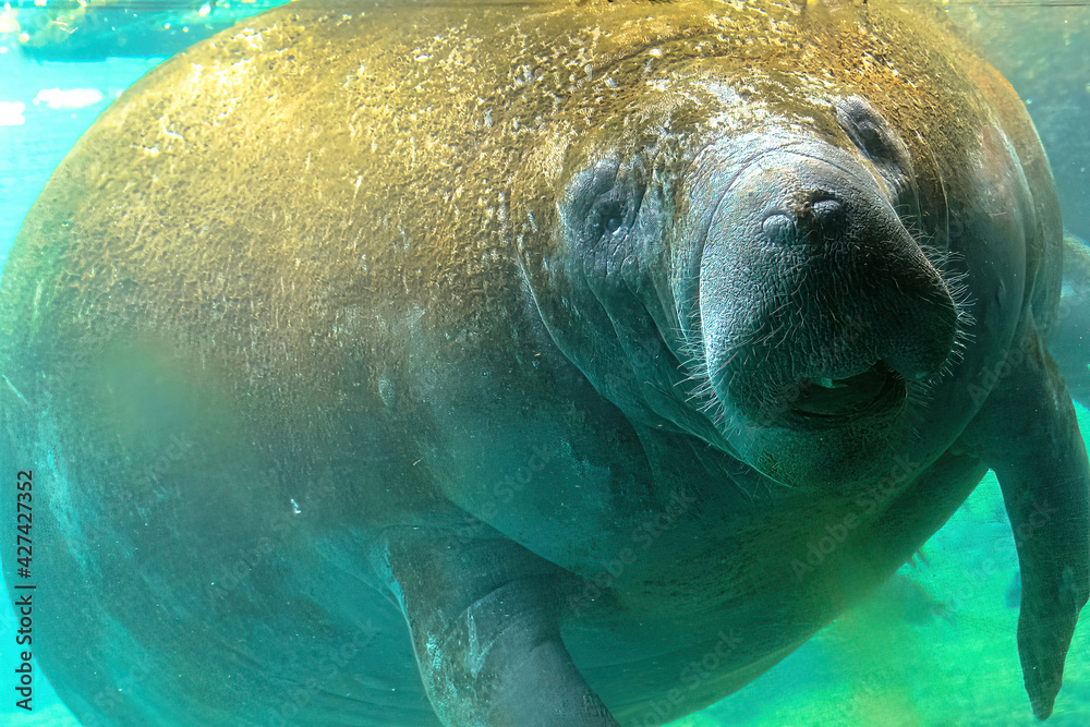 Manatee underwater in Crystal River National Wildlife Refuge, Florida ...
