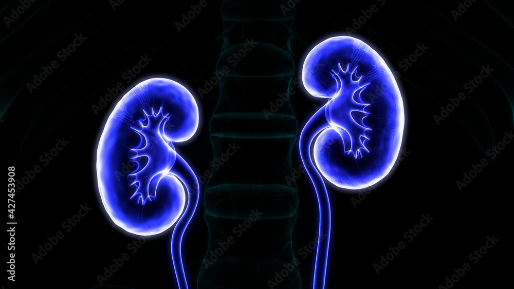 Human Urinary System Kidneys Anatomy Stock Illustration | Adobe Stock