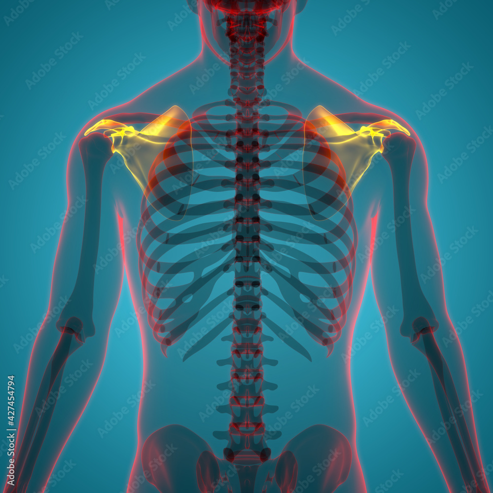 Human Skeleton System Scapula Bone Joints Anatomy Stock Illustration ...