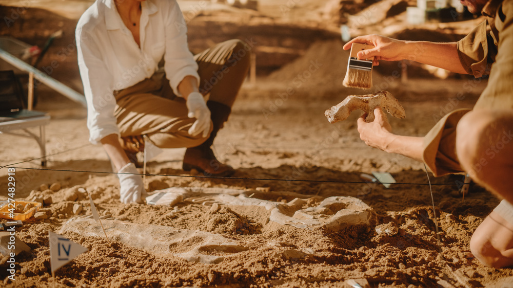 Archaeological Digging Site: Two Great Paleontologists Cleaning Newly ...