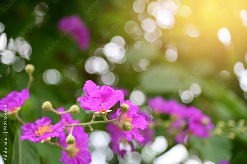 Queen's Flower, Queen's crape myrtle, Pride of India, Jarul, Pyinma or ...