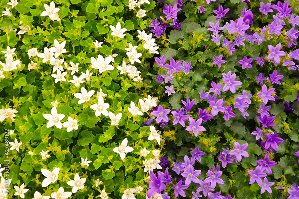 purple and white flowers of the wall or Dalmatian or Adria bellflower ...