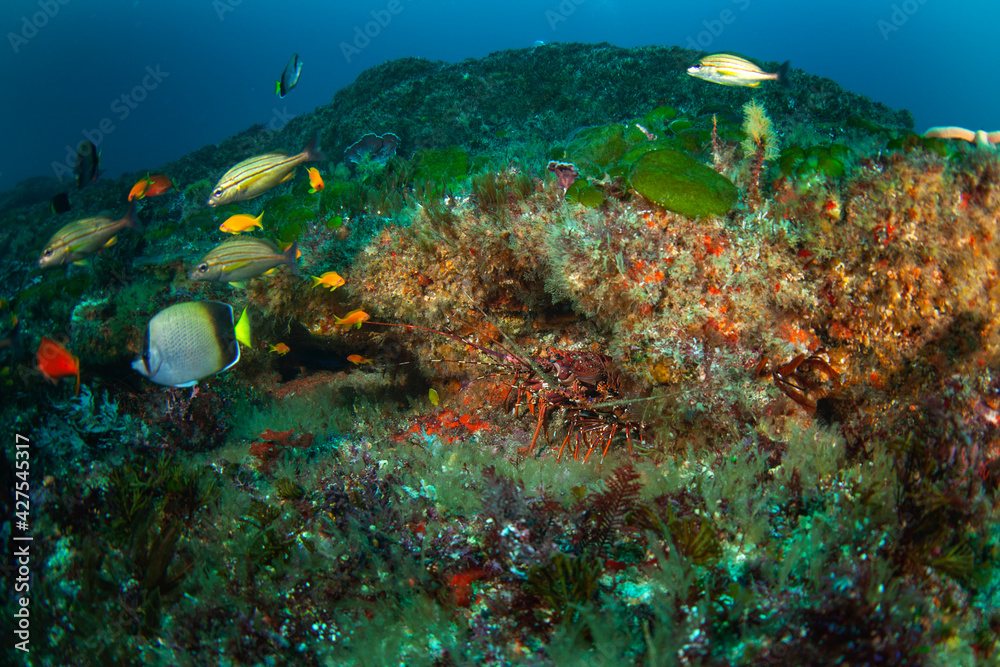Crayfish hiding in the hole. Diving near the African coast. Shoal of ...