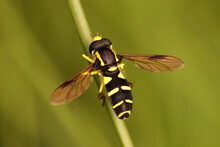 Yellowjacket Hover Fly Free Stock Photo - Public Domain Pictures