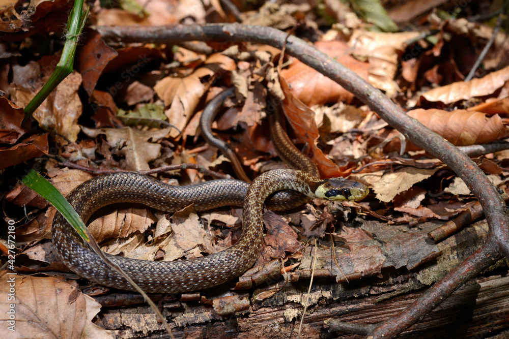 junge Äskulapnatter // juvenile Aesculapian snake (Zamenis longissimus ...
