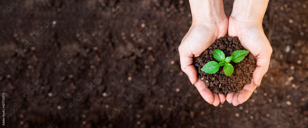 World environment day concept: Human hands holding seed tree with soil ...