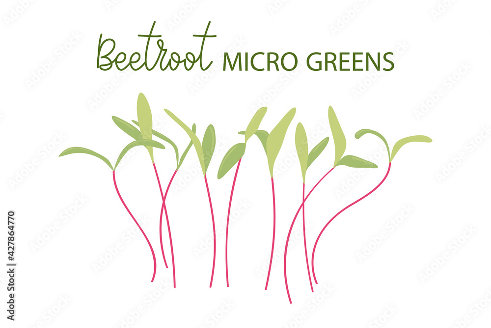 Hand drawn beetroot microgreens. Healthy food. Beet Sprouts with green ...