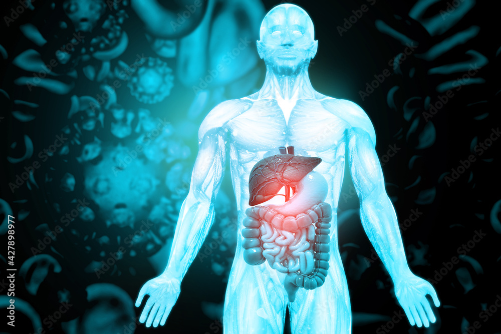 Human digestive system on scientific background. 3d illustration Stock ...