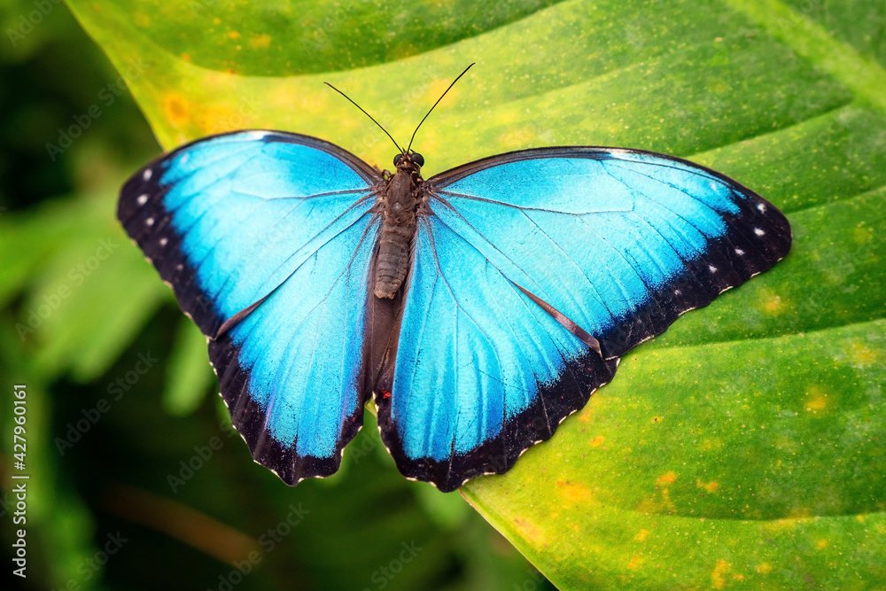 Blue Morpho butterfly (Morpho menelaus) close up, Mindo, Ecuador. Stock ...