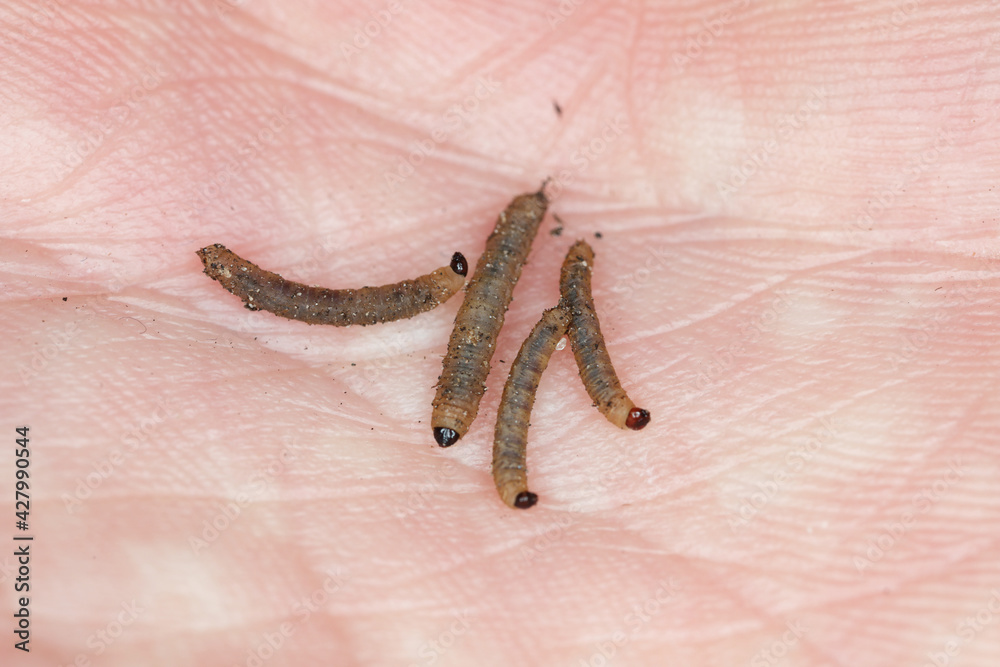 Larvae of fly from the family Bibionidae called March flies and ...
