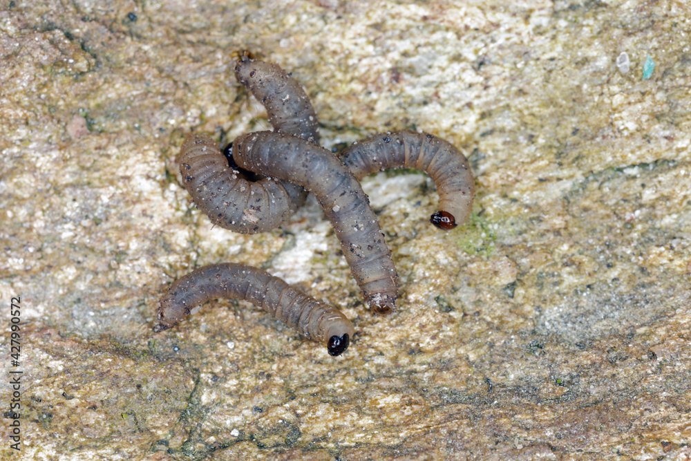 Larvae of fly from the family Bibionidae called March flies and ...