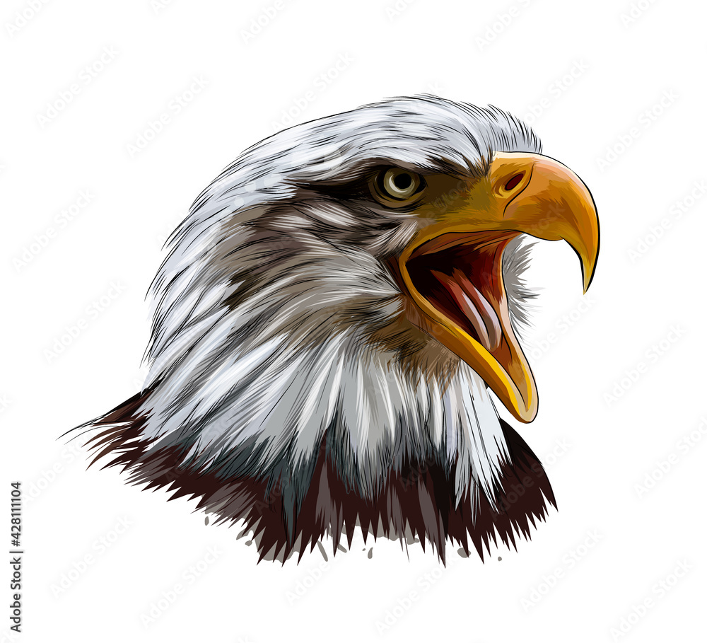 how to draw a realistic eagle head step by step