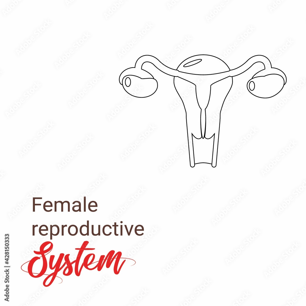 Uterus human figure Illustration material, Human anatomy. Female ...