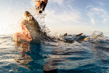 Capture Shark Released Free Stock Photo - Public Domain Pictures