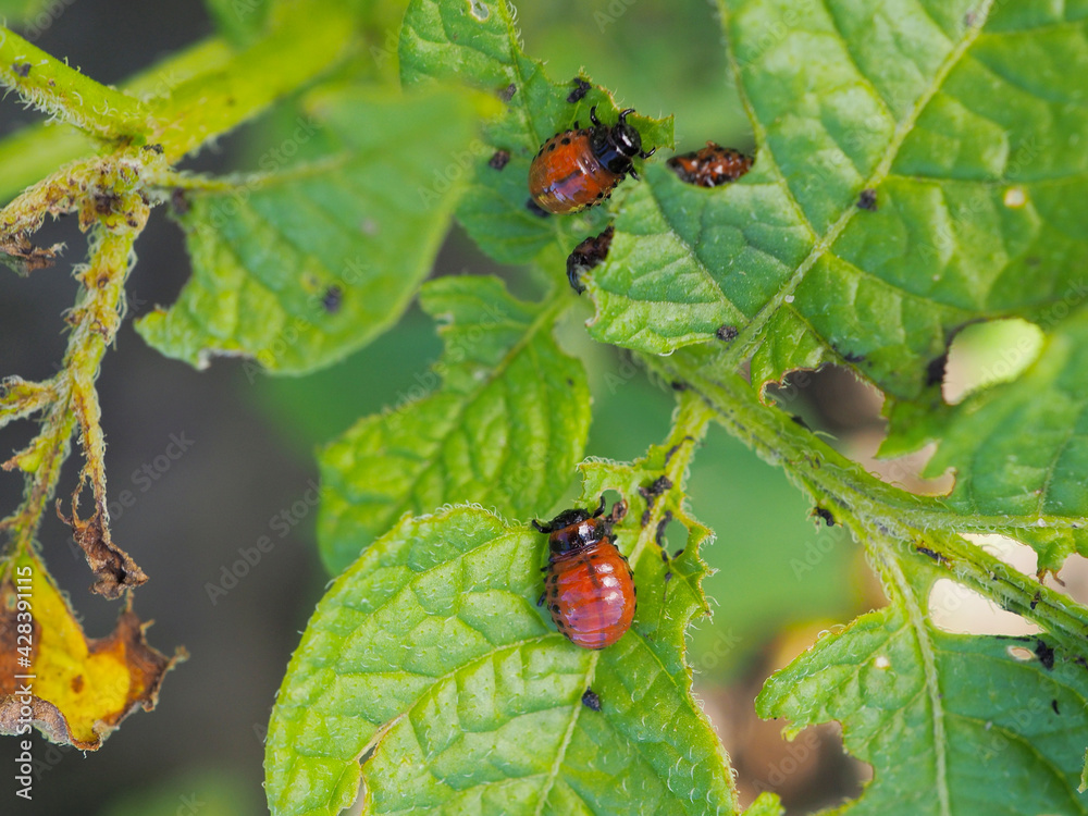 Colorado potato beetle larvae on eaten away potato leaf. Close-up. A ...