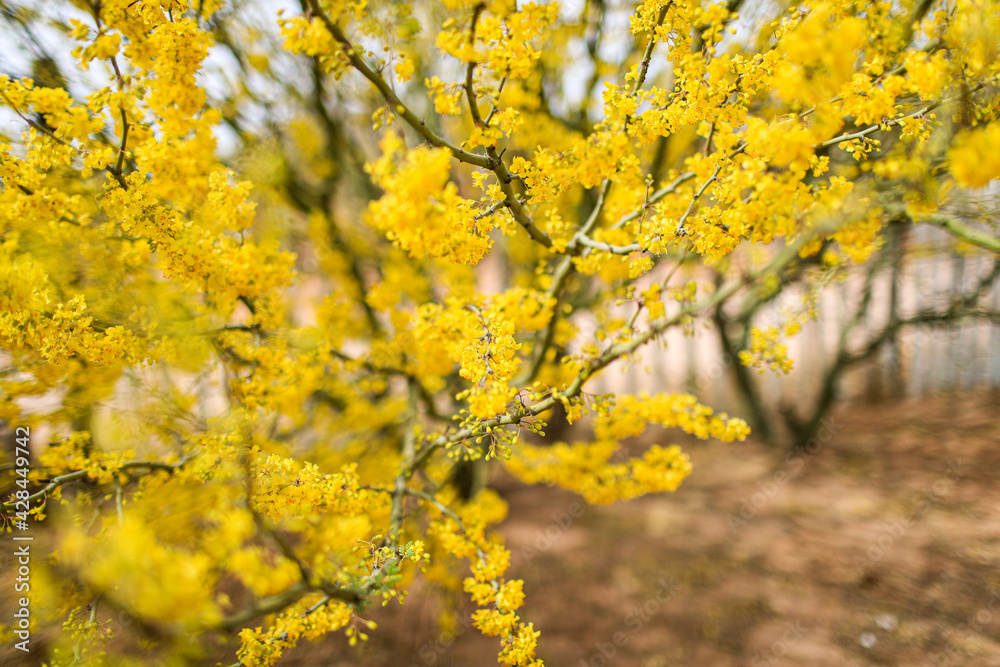 Yellow flowers of the palo verde tree, el espinillo or cinna-cina in ...