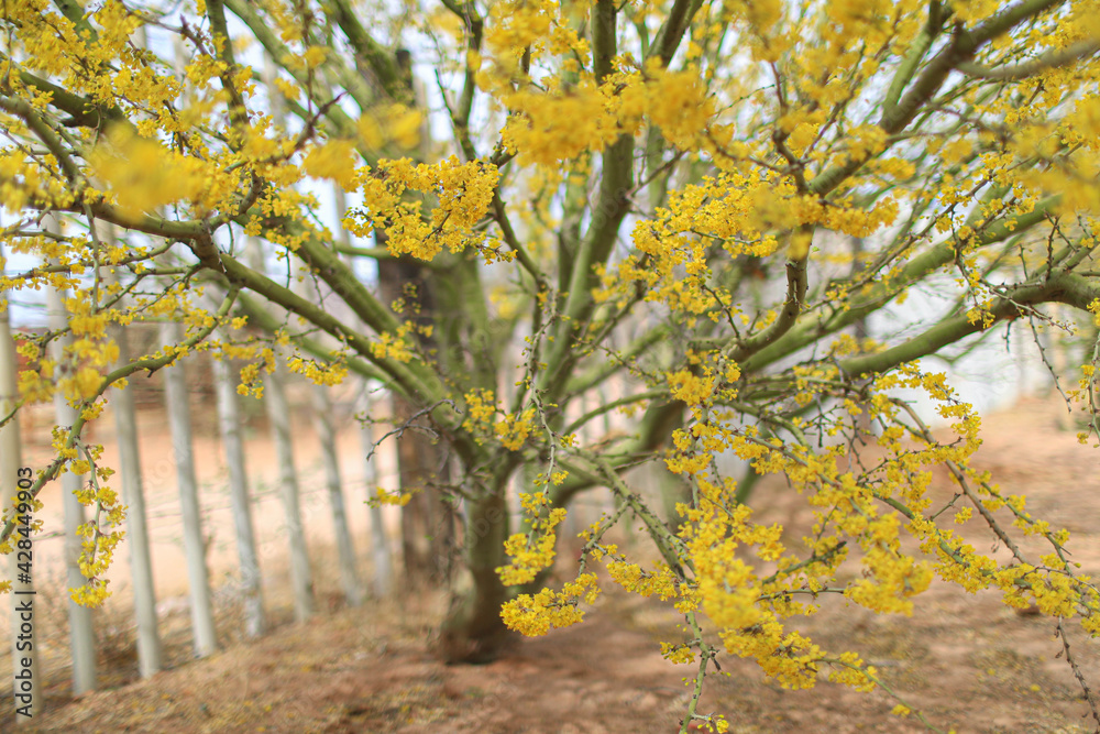 Yellow flowers of the palo verde tree, el espinillo or cinna-cina in ...