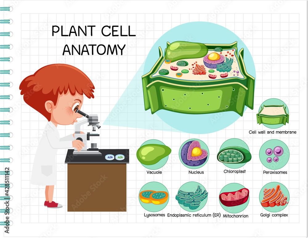 Anatomy of plant cell (Biology Diagram) Stock Vector | Adobe Stock