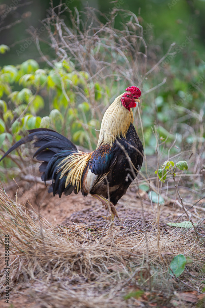 Thai native chickens are popularly raised according to nature. Stock ...
