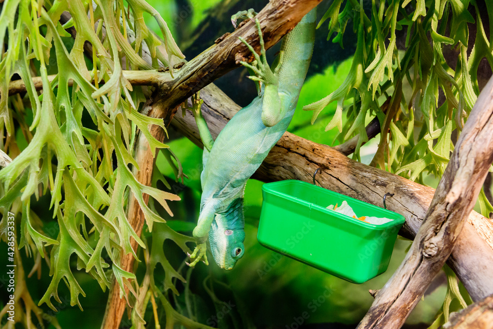 Striped Fijian iguana. It is one of the most spectacularly colored ...