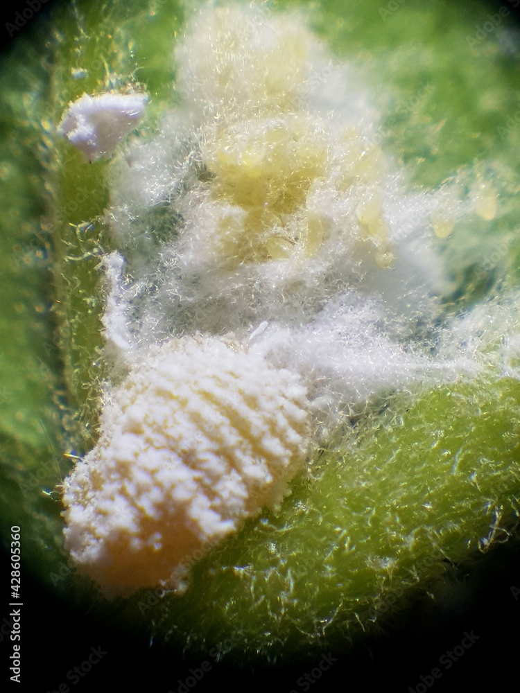 Guava mealy bug lay eggs on leaf. Stock Photo | Adobe Stock