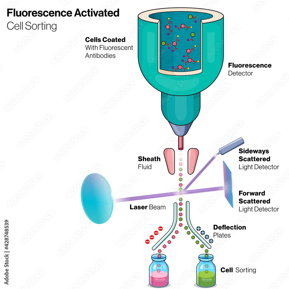 illustration of fluorescence activated cell sorting a type of Flow cytometry in molecular ...