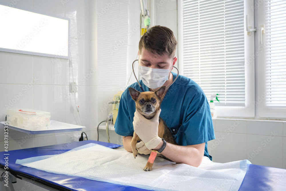 professional veterinarian measures the pulse with a stethoscope and a ...