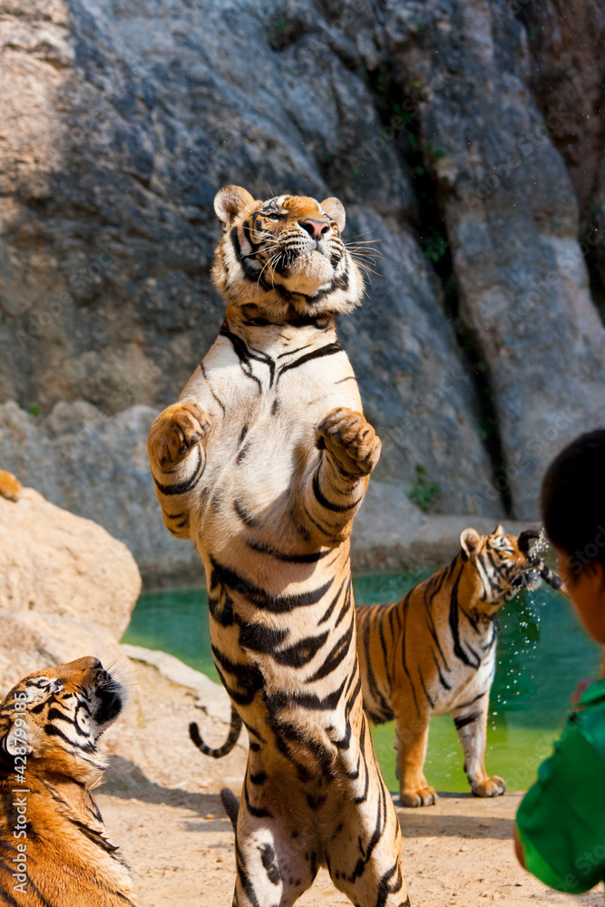 Tigers in captivity, Panthera tigris corbetti Stock Photo | Adobe Stock