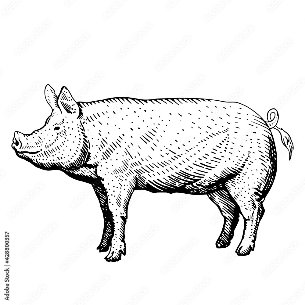 pig sketch, freehand drawing, vector black and white illustration. pig ...