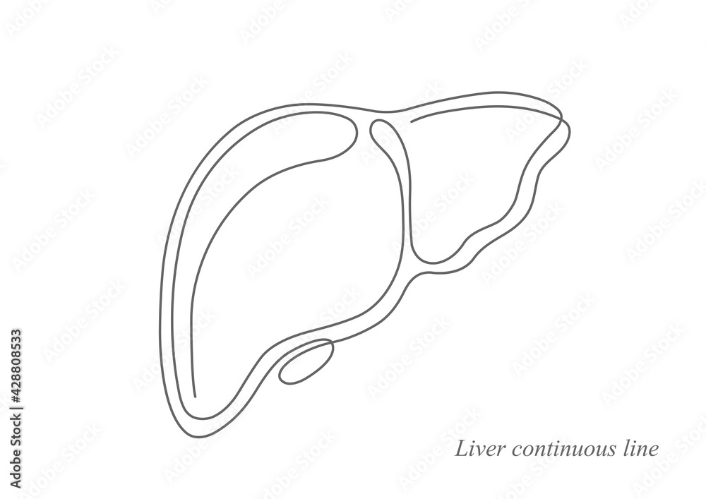 Liver anatomy structure.Continuous line drawing.Hepatic system organ ...