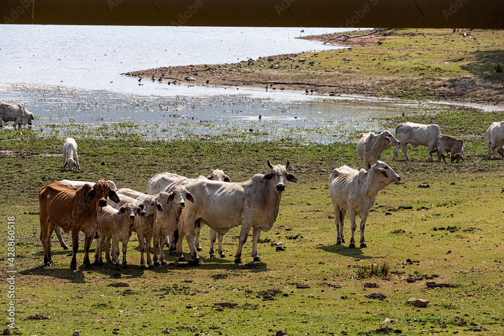 Brahman and Zebu cattle in poor condition grazing at the edge of a dam ...