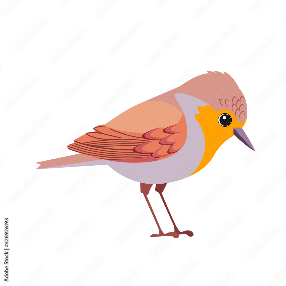 Robin bird cartoon flat beautiful character of ornithology, vector ...