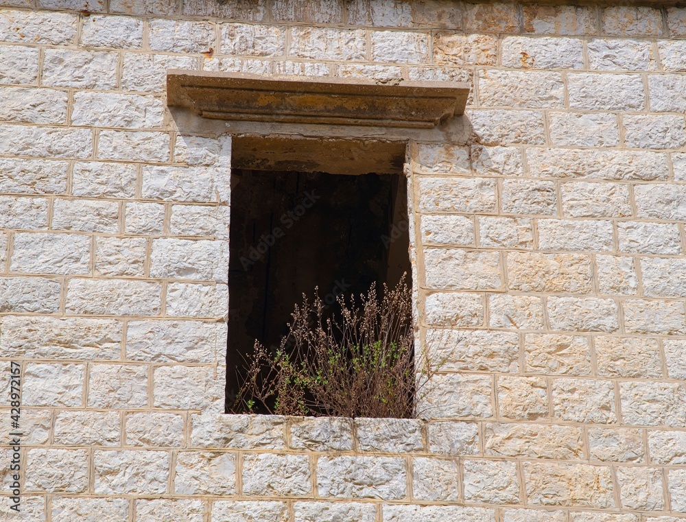 bush plants growing out of the window frame of an old abandoned stone ...