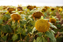 Wilted Sunflower Free Stock Photo - Public Domain Pictures
