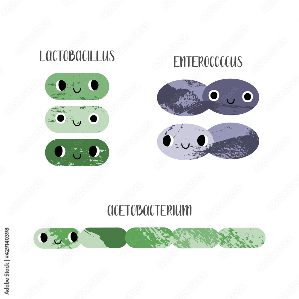 Lactobacillus, Enterococcus, Acetobacterium. Cute lactic acid bacteria ...