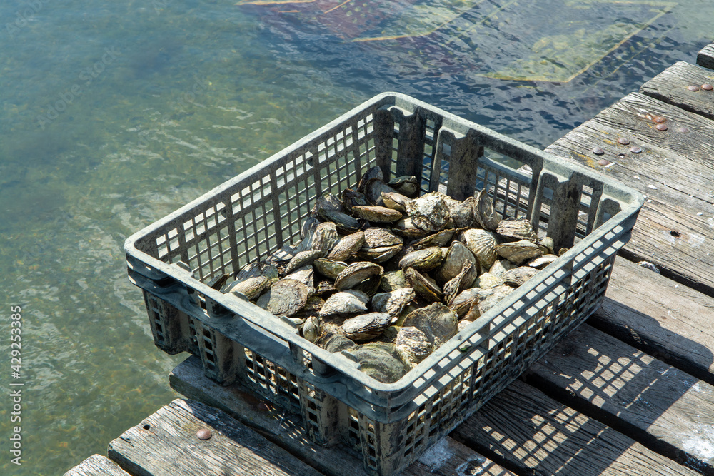 Oysters growing systems, keeping oysters in concrete oyster pits, where ...