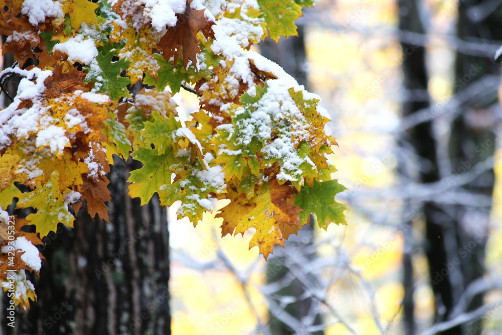 Fall Autumn leaves lightly covered and dusted with first snow of the ...