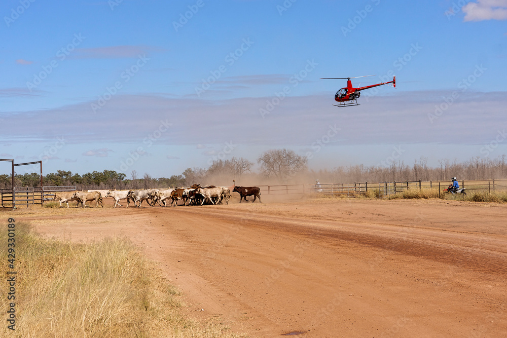 Modern cattle mustering with a helicopter and motorbikes instead of ...