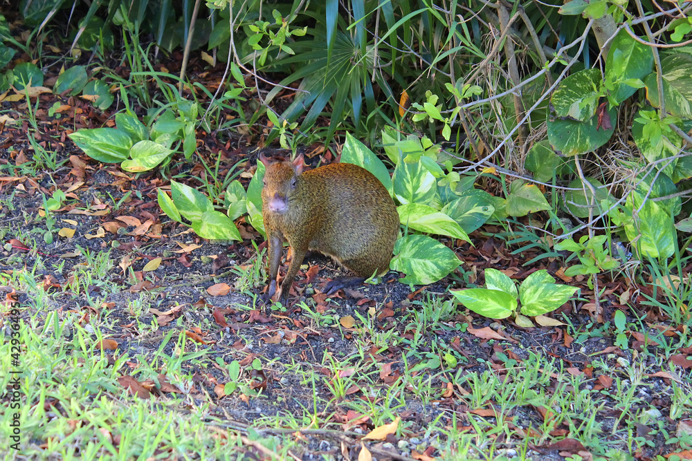 Capybara (hydrochoerus hydrochaeris), the largest living rodent in the ...