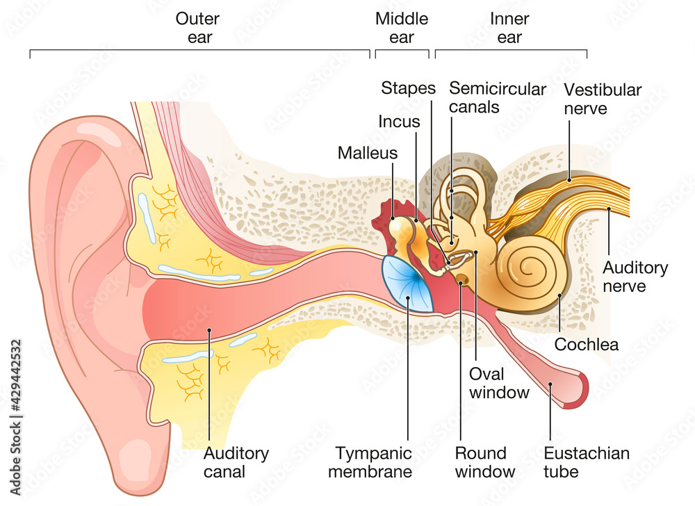Ear anatomy. Illustration showing the way of a sound wave to the brain ...