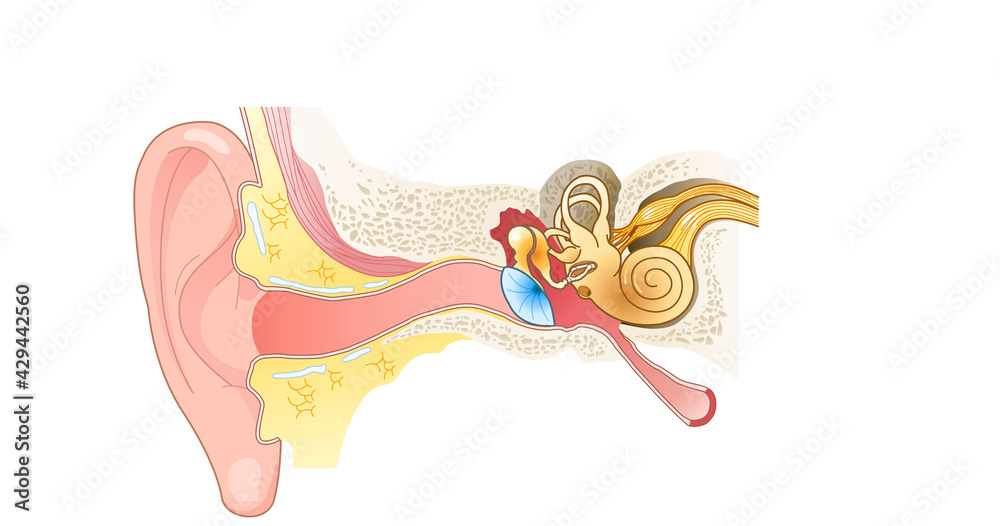 Ear anatomy. Illustration showing the way of a sound wave to the brain ...