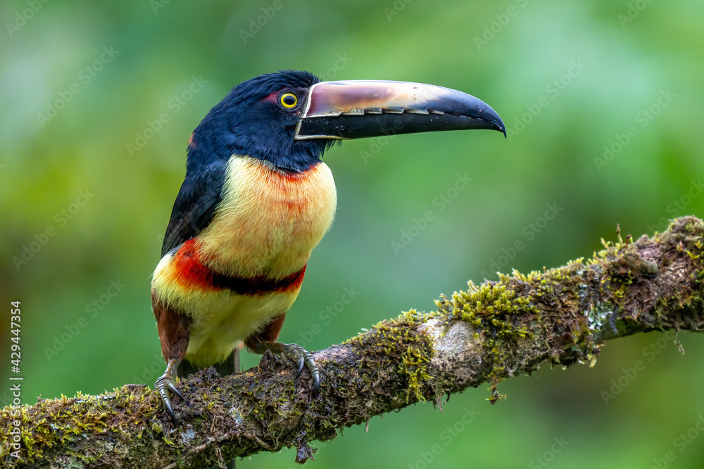 Fiery-billed Aracari - Pteroglossus frantzii is a toucan, a near ...