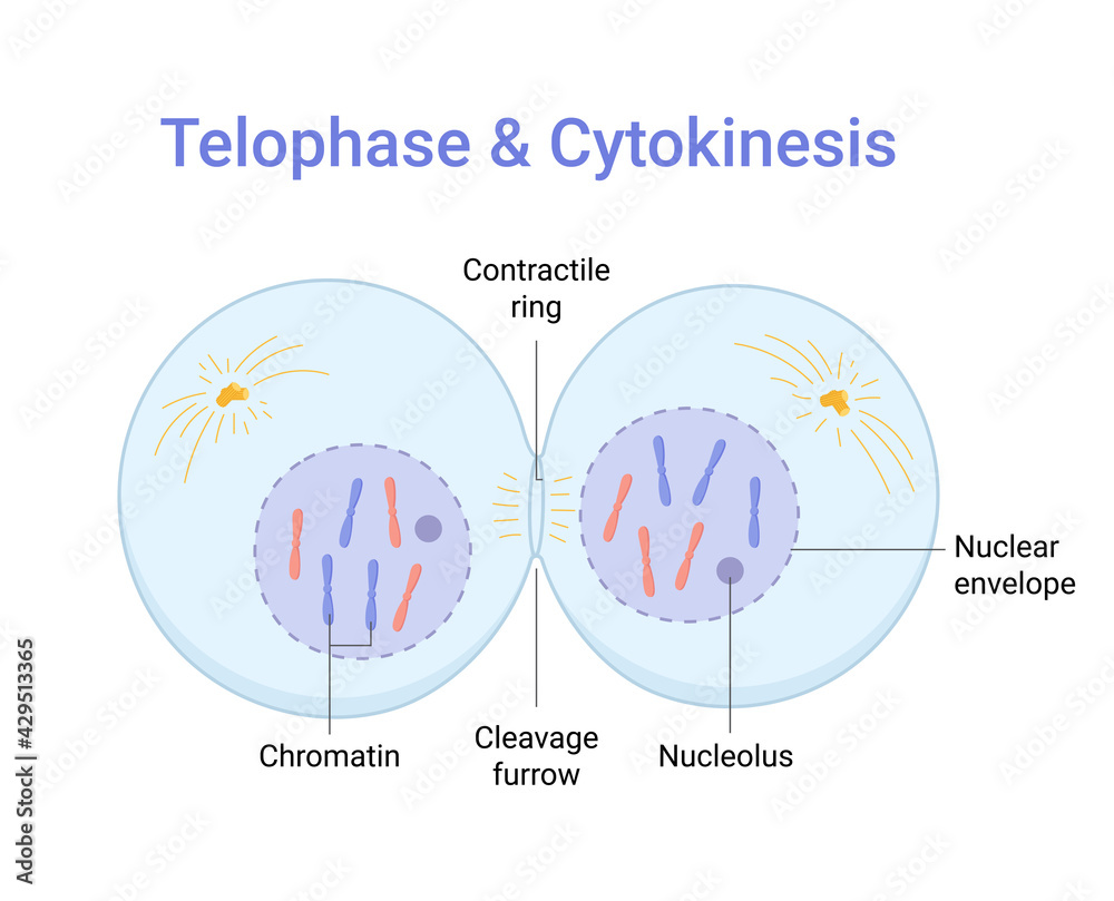 Vector illustration of Mitosis phase. Telophase and Cytokinesis Stock ...