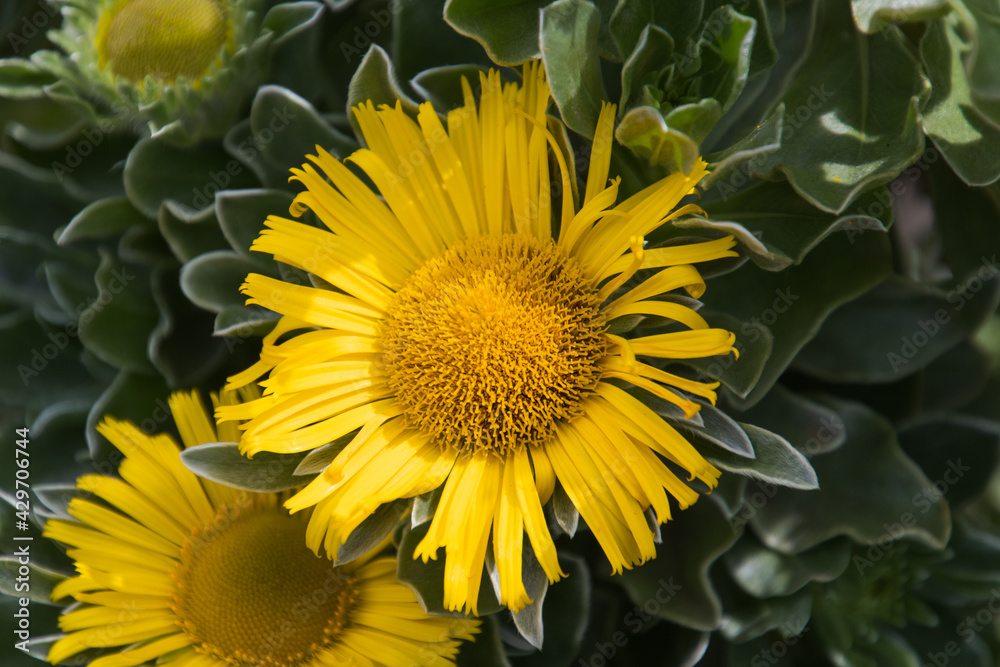 Asteriscus sericeus perteneciente a la familia Asteraceae Stock Photo ...