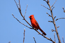 Male Cardinal Singing In Tree Free Stock Photo - Public Domain Pictures