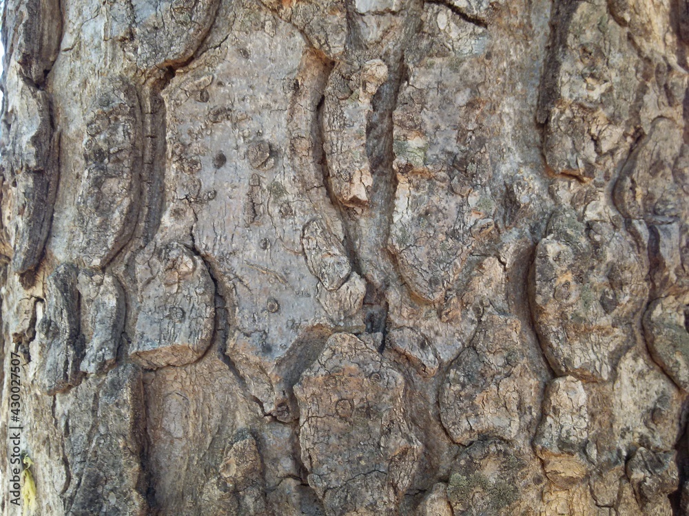 Photo Stock The bark of Marula tree (Sclerocarya birrea) commonly known ...