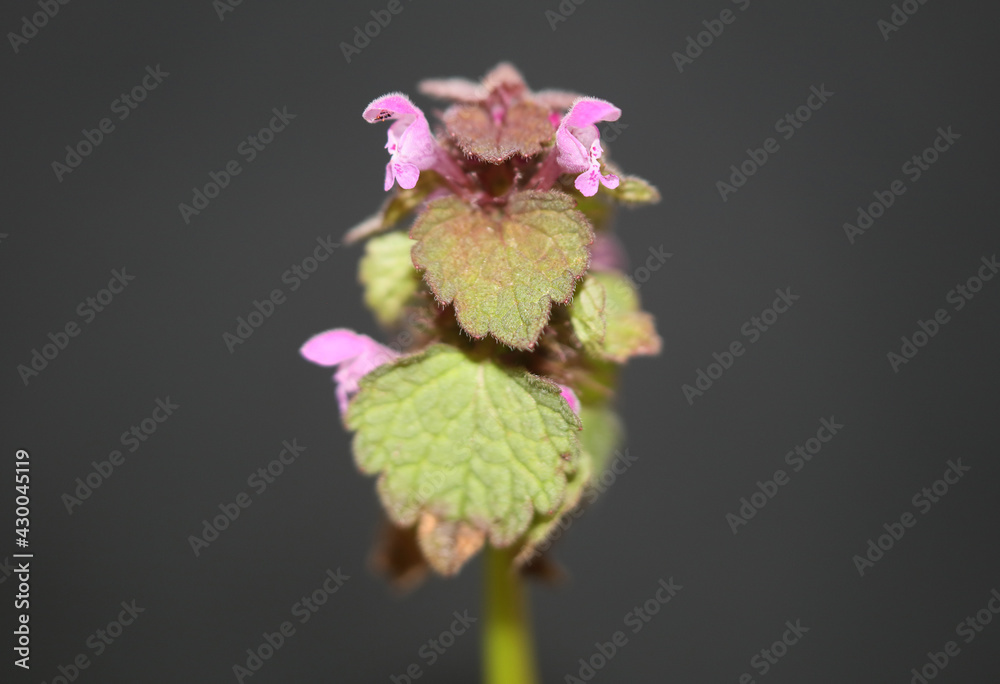 Flower blossom Lamium hybridum family lamiaceae botanical modern high ...