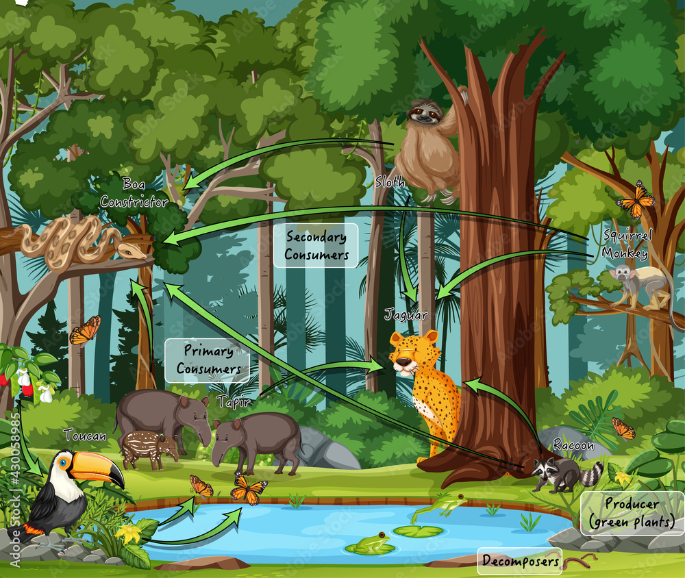 Diagram showing food web in the rainforest Stock Vector | Adobe Stock